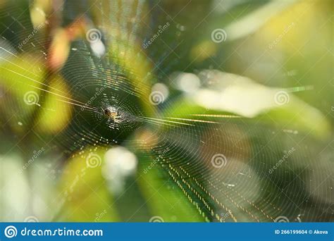 Spider In The Web In The Backlight The Web Shimmers With All The Colors Of The Rainbow Stock
