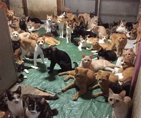 「多頭飼育崩壊」とは？特殊清掃との関係！ 特殊清掃・除菌脱臭・遺品整理・生前整理／北海道札幌市 Mrt株式会社 横浜・東京