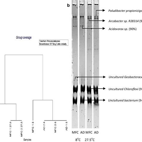 A Bacterial Phylogenetic Structure As A Dendrogram Plot B Dgge Pattern