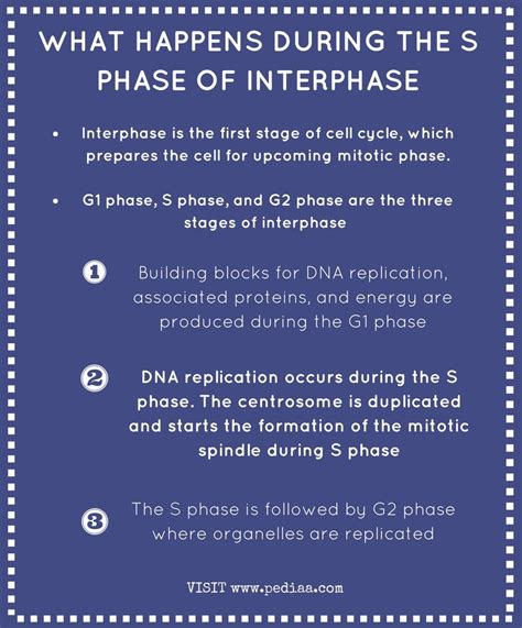 What Happens During The S Phase Of Interphase Pediaa Com