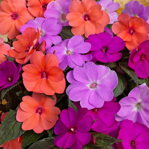 Impatiens X Hybrida Impatiens Sunpatiens® Compact Hawaiian Sunset Mix