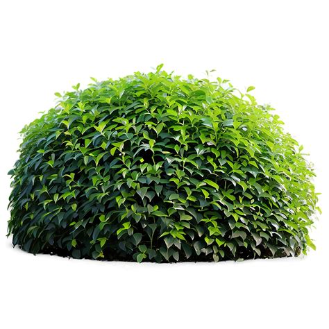 Download Shrub Hedge Png Wallpapers Com
