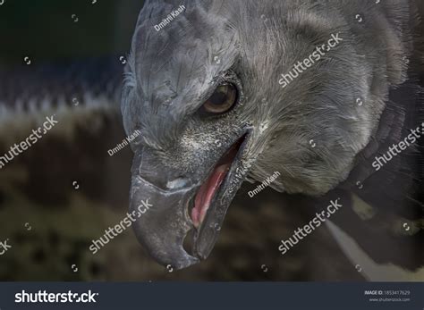 133 Imágenes De Eagle Open Tongue Imágenes Fotos Y Vectores De Stock