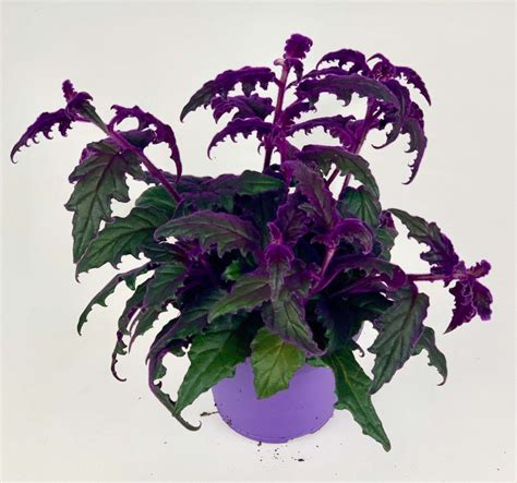 Guide To Purple Passion Plant Propagation And Care Ispuzzle Global