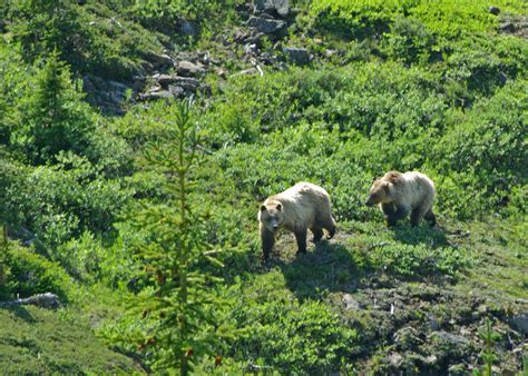 Grizzly Bear Habitat
