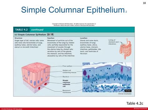Ch04 Lecture Ppta Pptx Biological Sciences Science