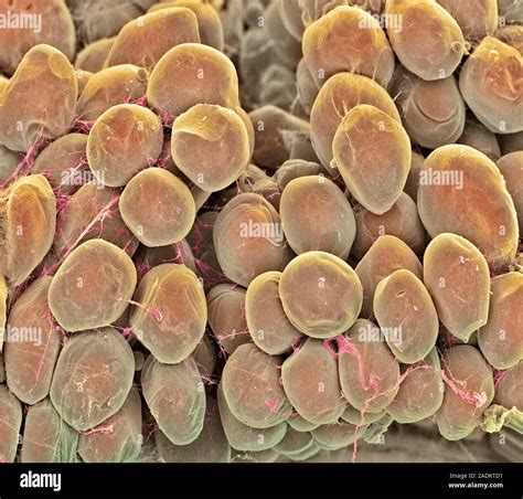 Fat Tissue Coloured Scanning Electron Micrograph Sem Of Adipose