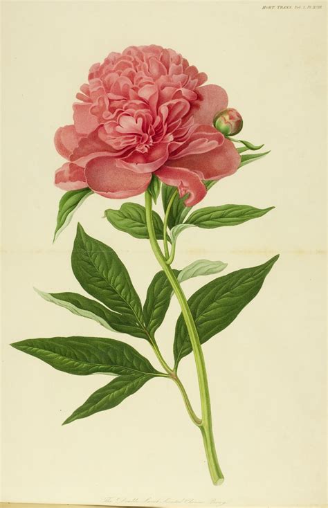 Peony Botanical Wall Decor Vintage Botanical Prints Botanical
