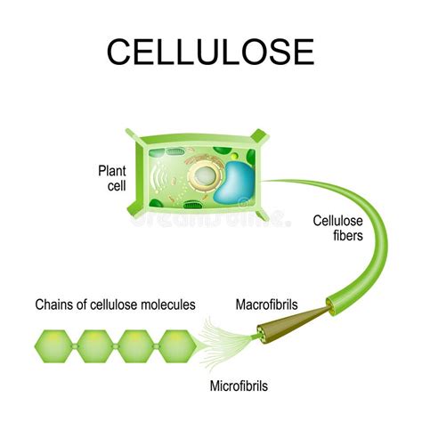 Cellulose In The Plant Cell Stock Vector Illustration Of Compound Cellulose 101771679