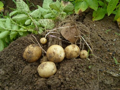감자캐기감자수확시기감자캐는 시기 네이버 블로그