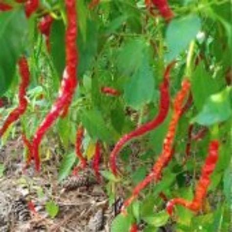 Himo Togarishi Peppers Himo Togarishi Pepper Seeds Reimer Seeds