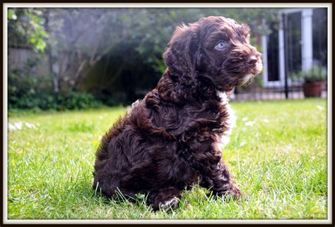 Cockapoo Light Brown