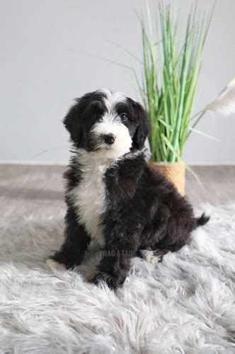 Mini Sheepadoodle United Kingdom Import Wag A Tail Singapore
