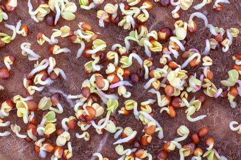 발아 무 씨앗 마이크로 그린 클로즈업 집에서 건강한 식생활을위한 신선한 채소 재배 0명에 대한 스톡 사진 및 기타 이미지 0명 건강한 식생활 겨자 Istock