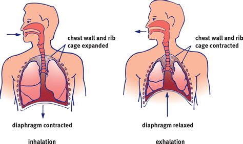Figure 63 Stages Of Ventilation The Diaphragm Contracts During
