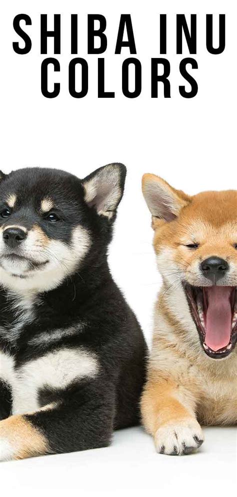 Shiba Inu Appearance Breed Colors Markings And More Oxdqh