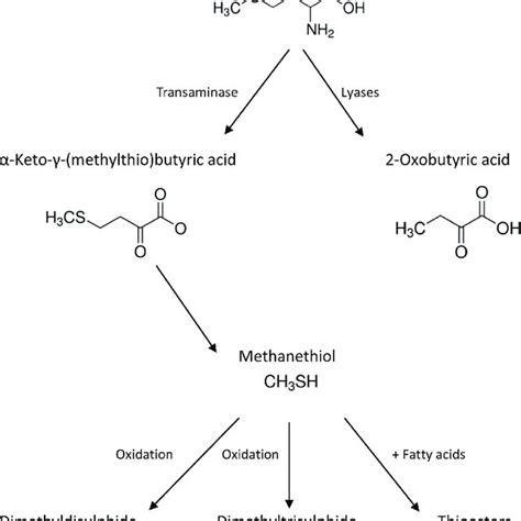 2 Simplified Metabolic Pathways Of Propionic Acid Bacteria In Cheese