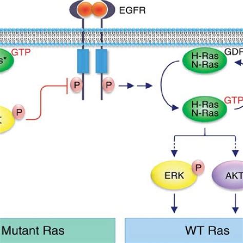 Pdf Role Of The Codon 61 Region Of The Proto Oncogenes H Ras N Ras And K Ras In Bladder