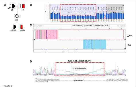 Figure 1 From Detection Of Four Rare Thalassemia Variants Using Single Molecule Realtime