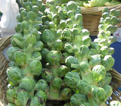 Brussel Sprout Plant 101 How To Plant And Easy Care Tips