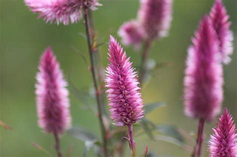 How To Grow And Care For Ptilotus
