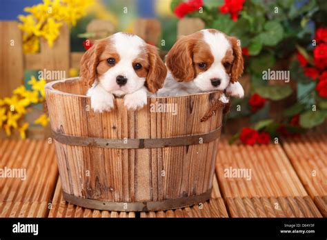 Cavalier King Charles Spaniel Puppies Blenheim 6 Weeks In Wood Tub