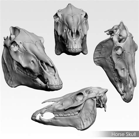 Horse Skull Anatomy Animal Skeleton Reference