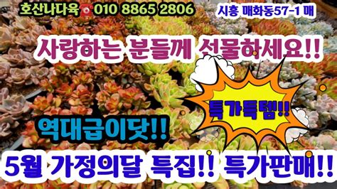 호산나다육에 5월맞이 군생특집 특가 선물하세요 2천부터만원이하가격으로 마춤초보다육다육쇼핑 Youtube