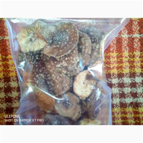 Продам мухомор пантерний, купити мухомор пантерний — Agro-Ukraine