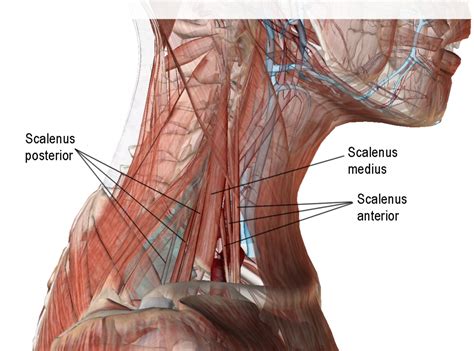 NASA Courses For Doctors