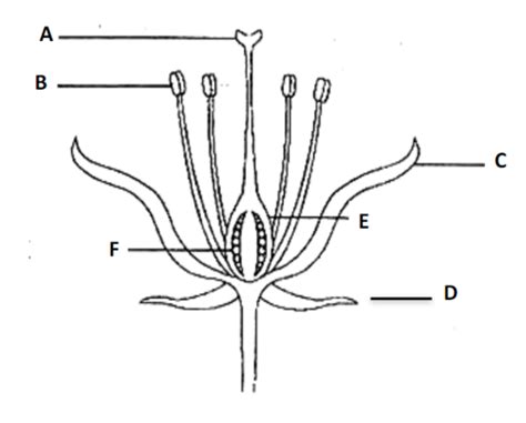 L12a B Angiosperms Flashcards Quizlet