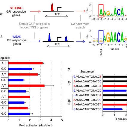 Identification And Characterization Of High Activity GBS Variants A Download Scientific