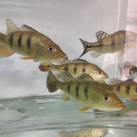 Jual Pbass Monoculus Goodmarking Size 15cm Shopee Indonesia