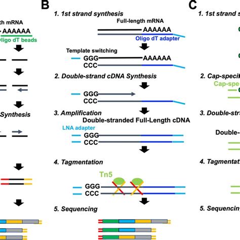 Pdf A Comparison Of Mrna Sequencing Rna Seq Library Preparation Methods For Transcriptome