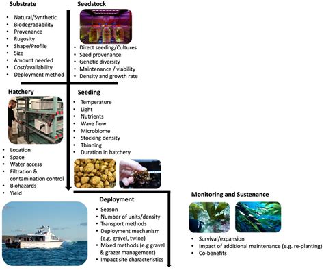 Frontiers Upscaling Marine Forest Restoration Challenges Solutions