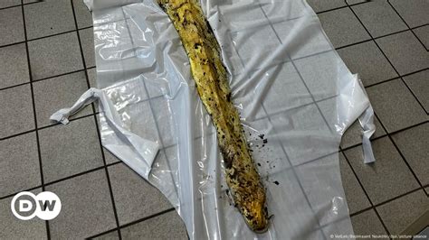 Germany Large Dead Python Found In Berlin Park Dw 02142024