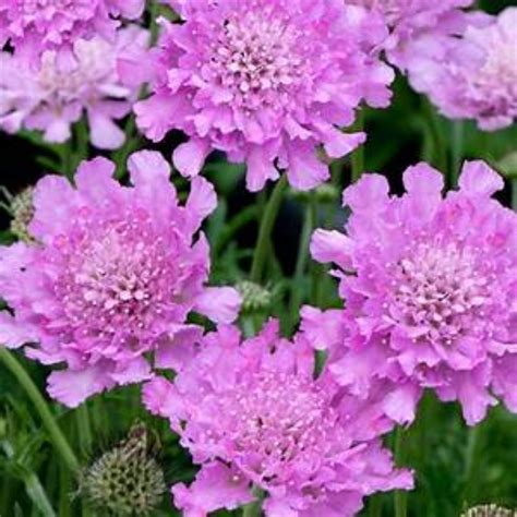Scabiosa Flutter Rose Pink Knippel Garden Centre
