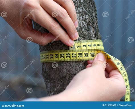 A Woman Measuring The Circumference Of A Tree With A Tape Measure Stock Photo Image Of