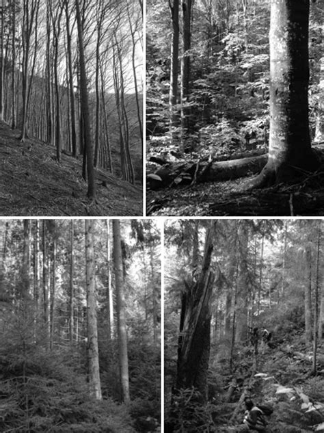 Examples Of Forest Stand Structure In Relation To Age Top Left Young