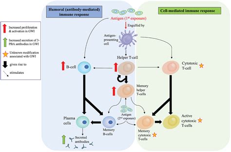 Adaptive Immune System