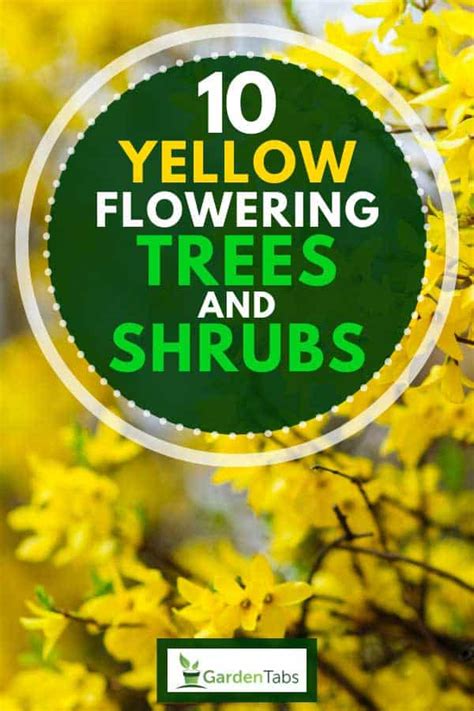 Yellow Flowering Trees And Shrubs GardenTabs Com