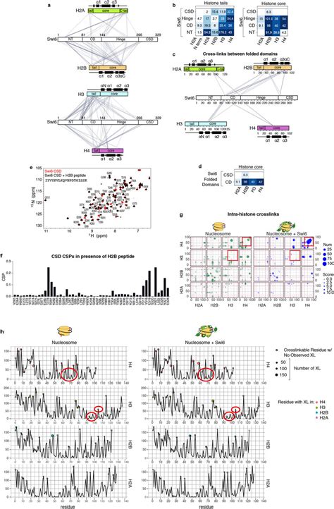 Swi6nucleosome Cross Linking Analysis A Edc Cross Linking Network