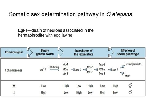 PPT Chapter 11 Germ Cells Fertilization And Sex PowerPoint Presentation ID 2131009