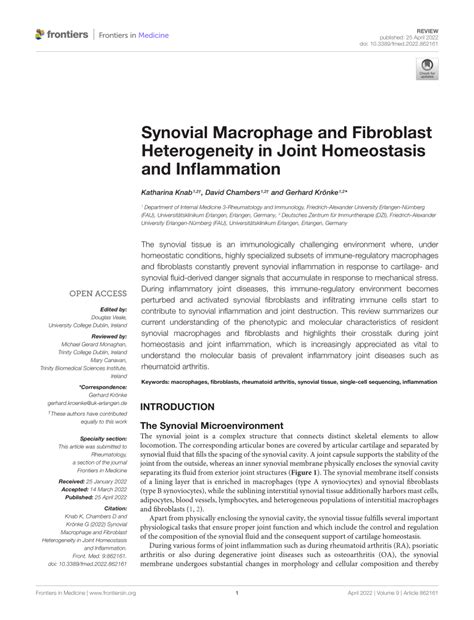 Pdf Synovial Macrophage And Fibroblast Heterogeneity In Joint Homeostasis And Inflammation