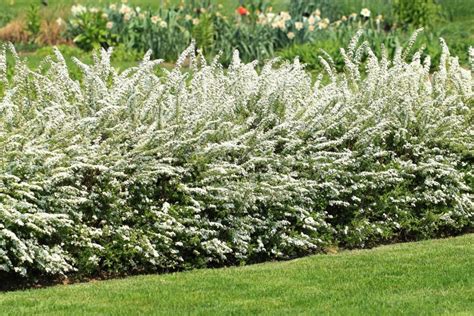 When And How To Prune Spirea