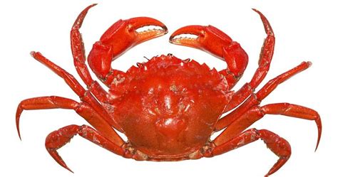 Ilmu Kimia Itu Menyenangkan Proses Pembuatan Struktur Serta Manfaat Kitin Kitosan Bagi