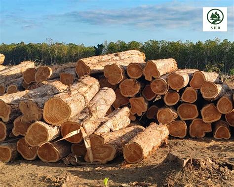 Tropical Timber News Shd Wood