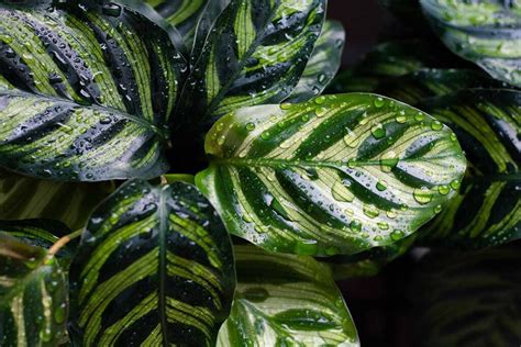 How To Grow And Care For Calathea Peacock Plants Gardeners Path