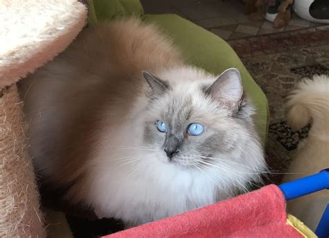 Кошка рэгдолл описание внешности и характера породы Ragdoll фото взрослого кота и маленького
