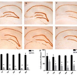 NeuN Staining In Hippocampus In The Control And Experimental Groups Download Scientific